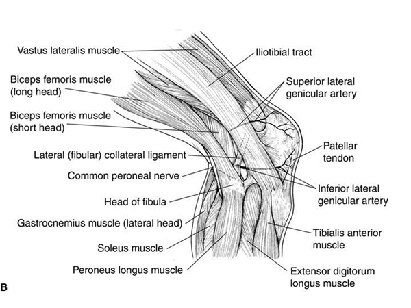 Posterolateral Corner Injury - Knee & Sports - Orthobullets